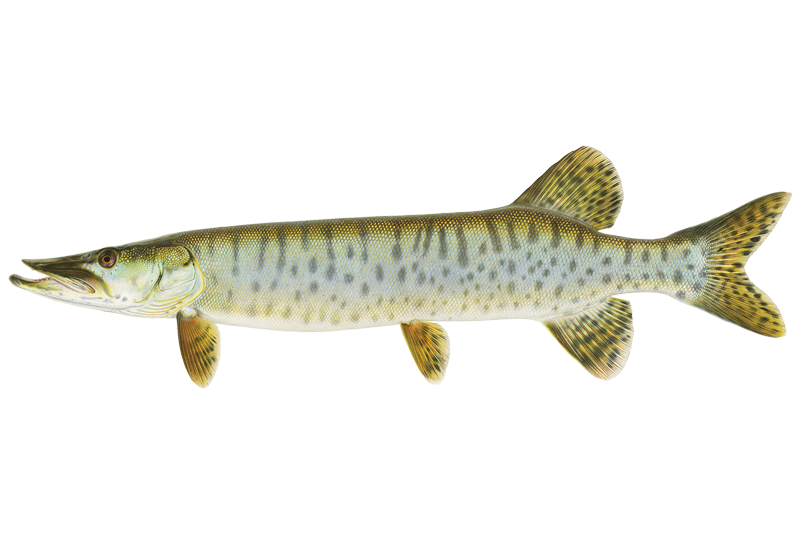 Muskellunge Fishing in Wisconsin: Spots & Reports | OnWater | onWater ...