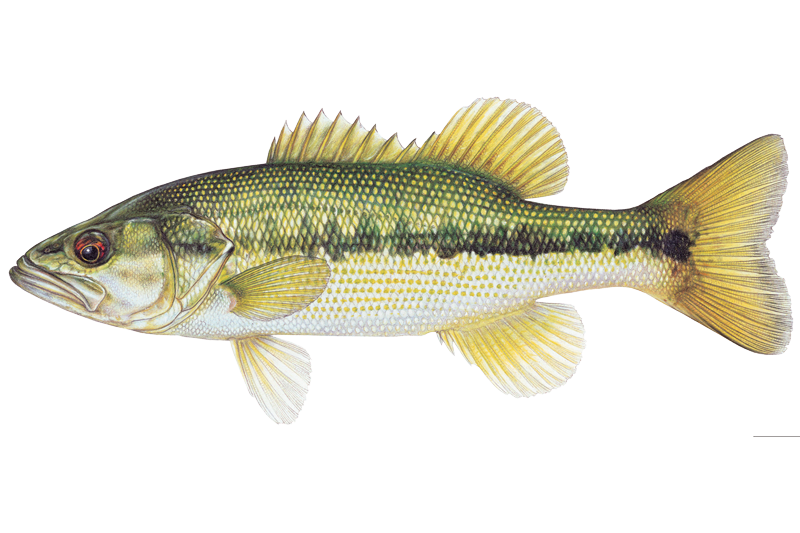 Spotted Bass Fishing in Utah: Spots & Reports | OnWater | onWater ...